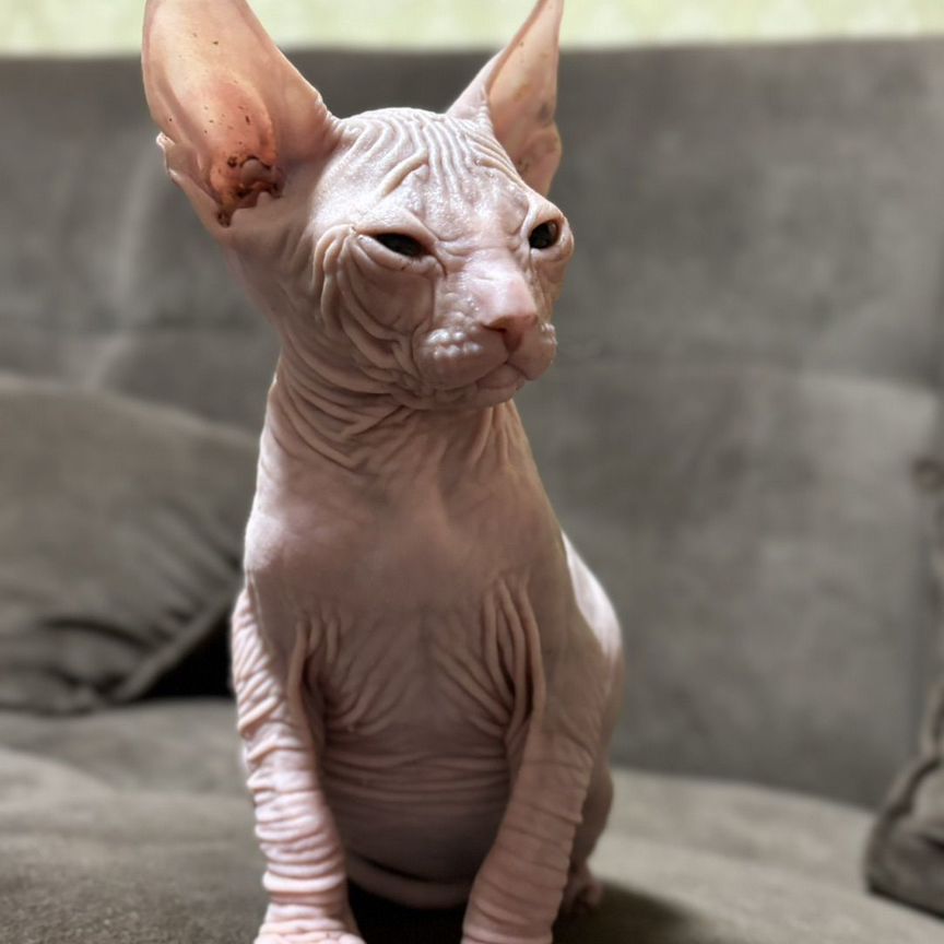 Донской сфинкс котята