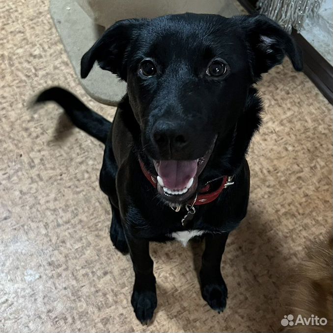 Лабронемец