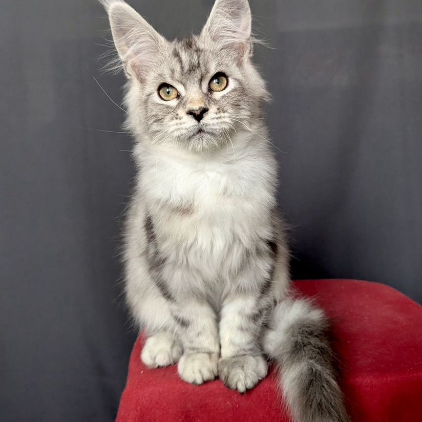 Мейн-кун мальчик светлое серебро