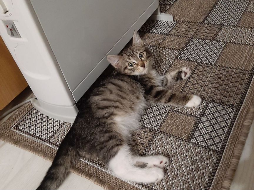 Кошка Сонечка 2 мес