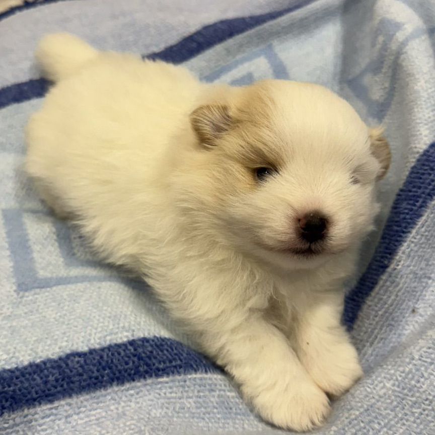 Померанский шпиц, щенок