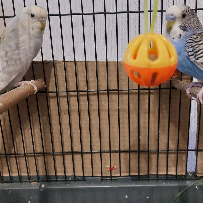 Волнистый попугай самка, самец