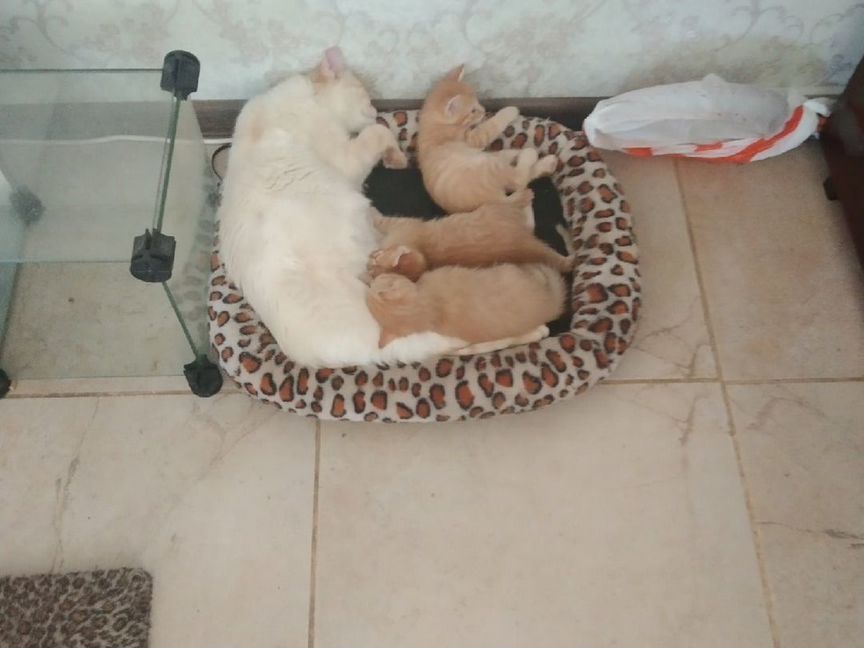 Отдам котёнка в хорошие руки