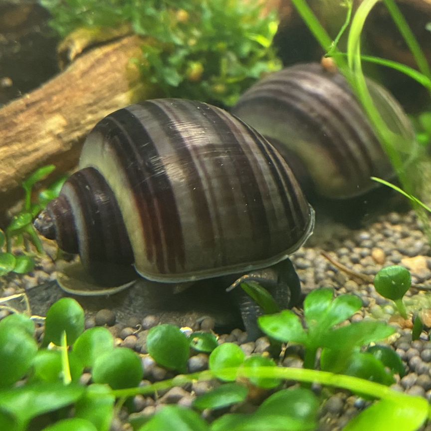 Ампулярии черничные на темной ноге. Подростки