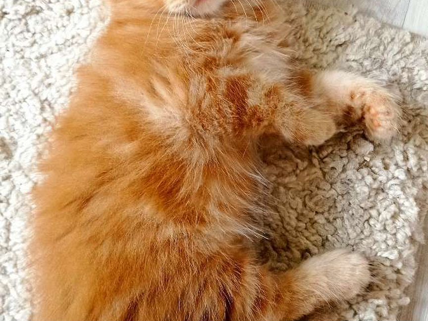 Котик