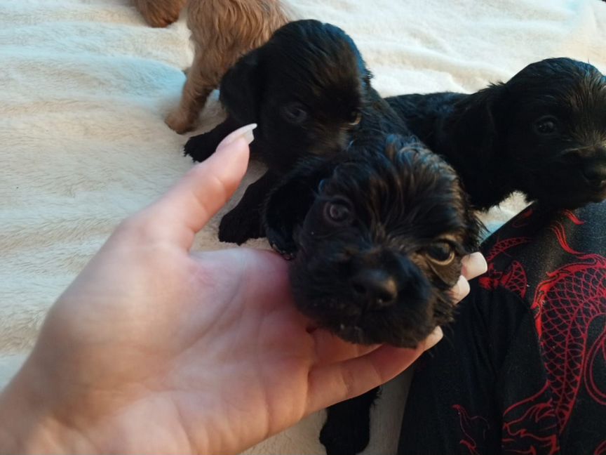 Маленькая собака кокер спаниель