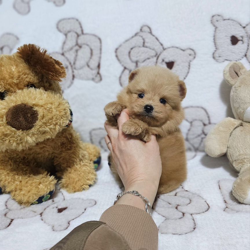 Maltipoo тэдди мальчик мини