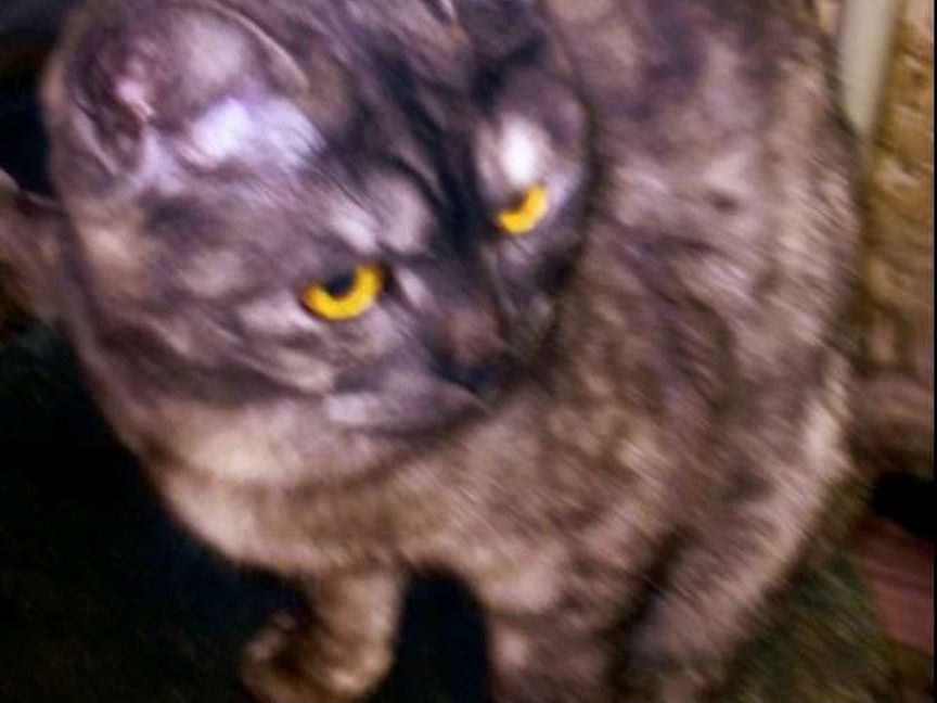 Потерялась кошка