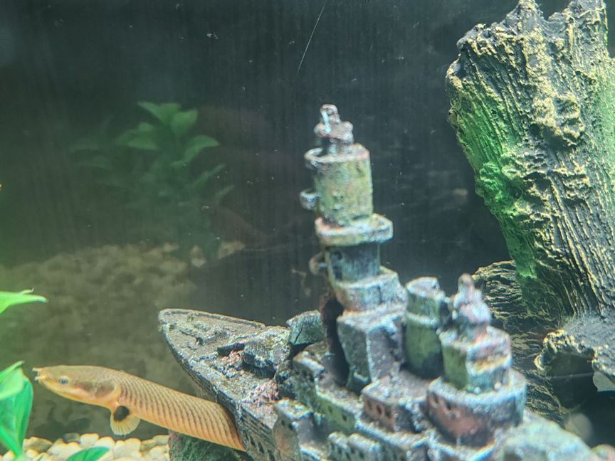 Каламоихт калабарский