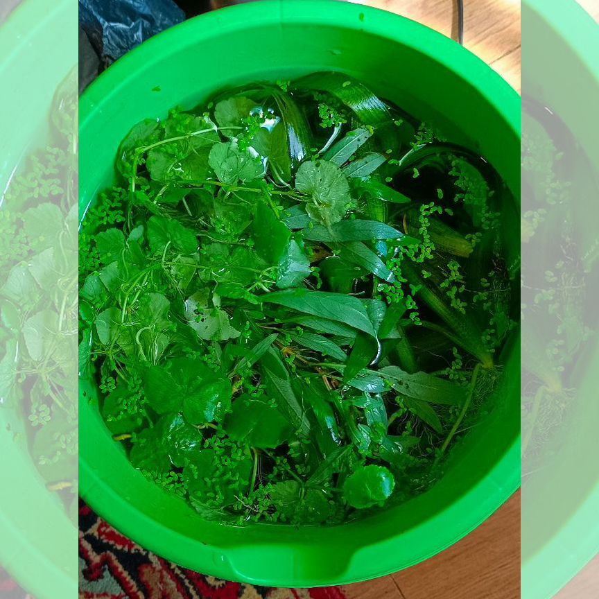 Растения для аквариума