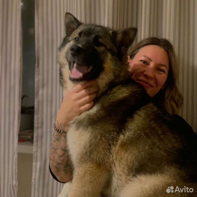 Плюшевый пёс собака