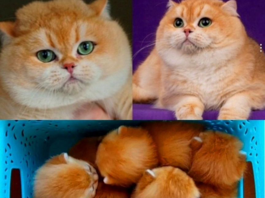 Никки и Нора-роскошные шиншилловые котята Шелл- ny