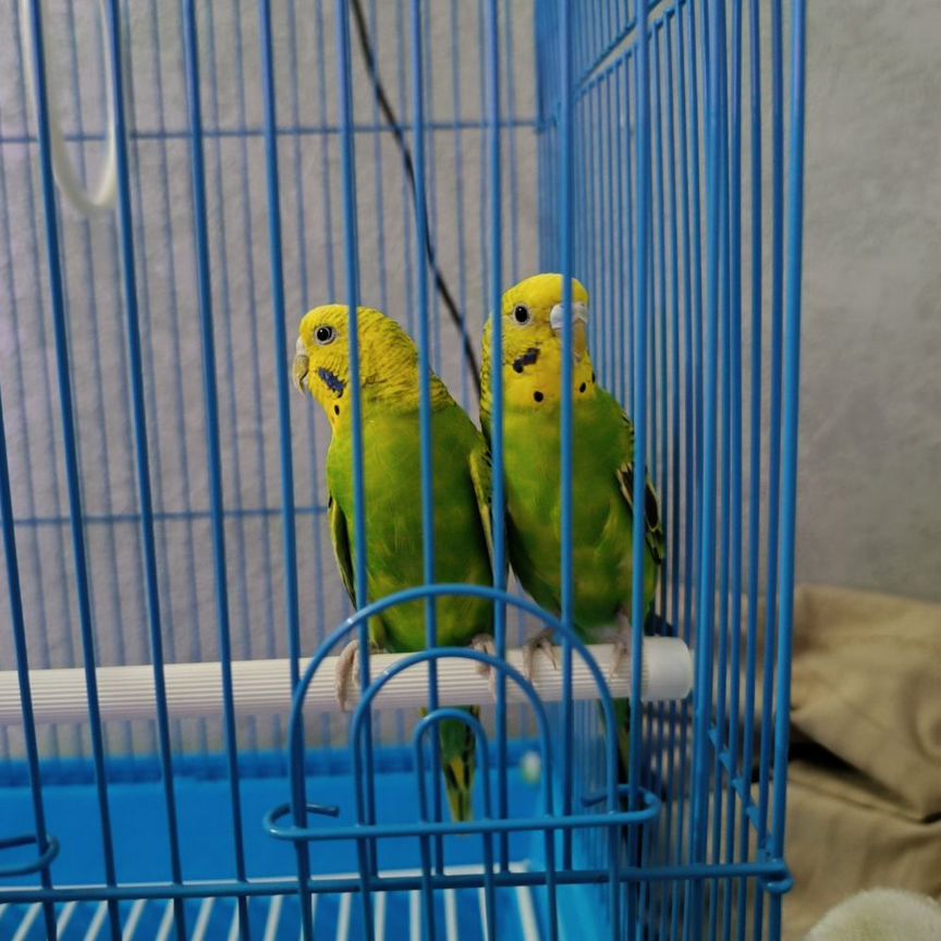 Волнистый попугай