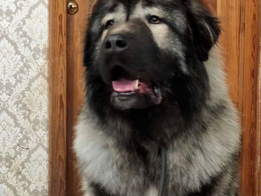 Кавказская овчарка продажа щенков