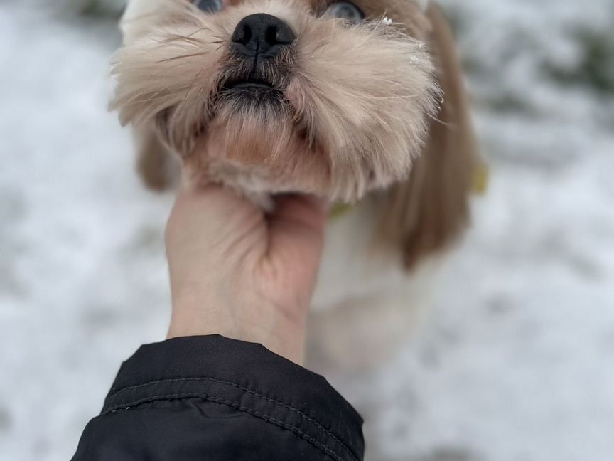 Ши-тцу, вязка