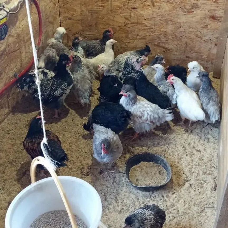 Куры несушки домашние молодые