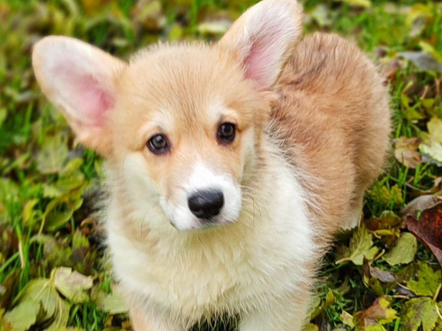 Вельш корги пемброк девочки готовы к переезду