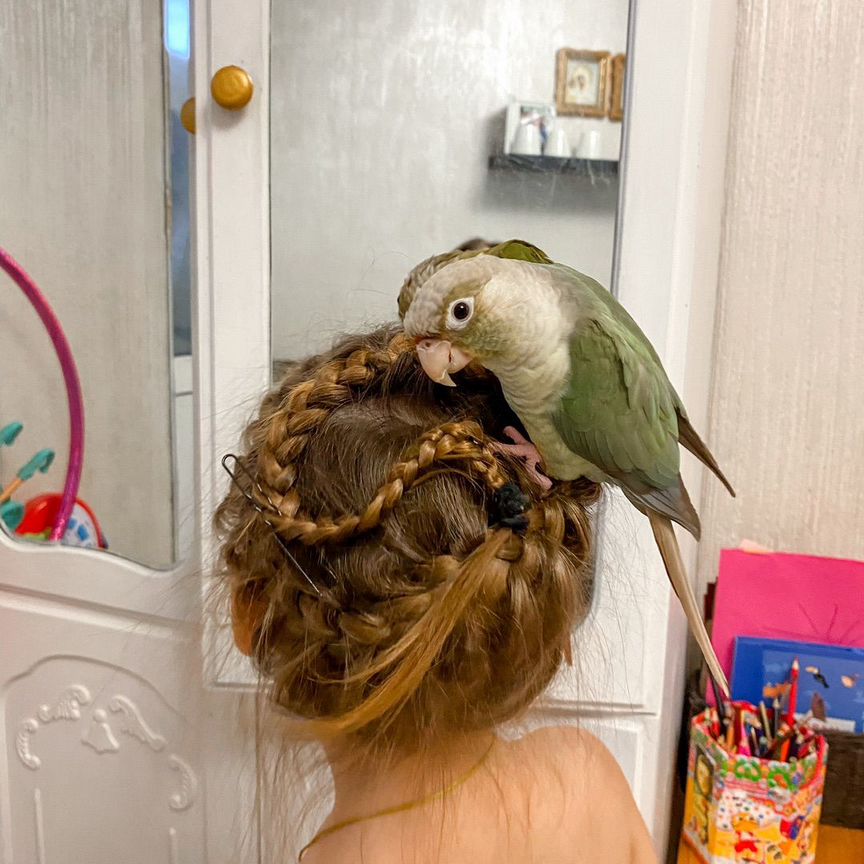 Попугай перрура