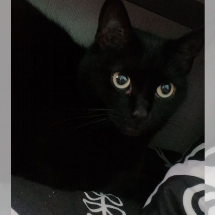 Кошка