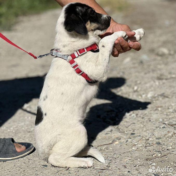 Щенок из приюта ищет дом 3 мес, девочка