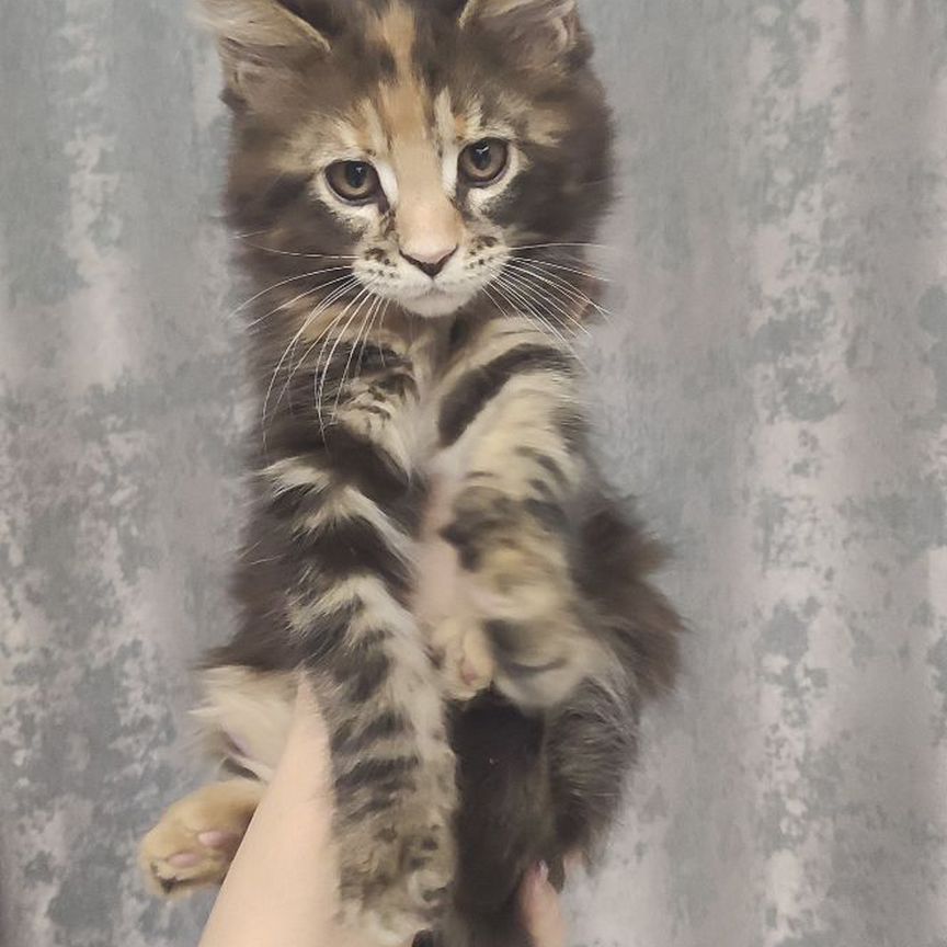 Котята мейн-кун