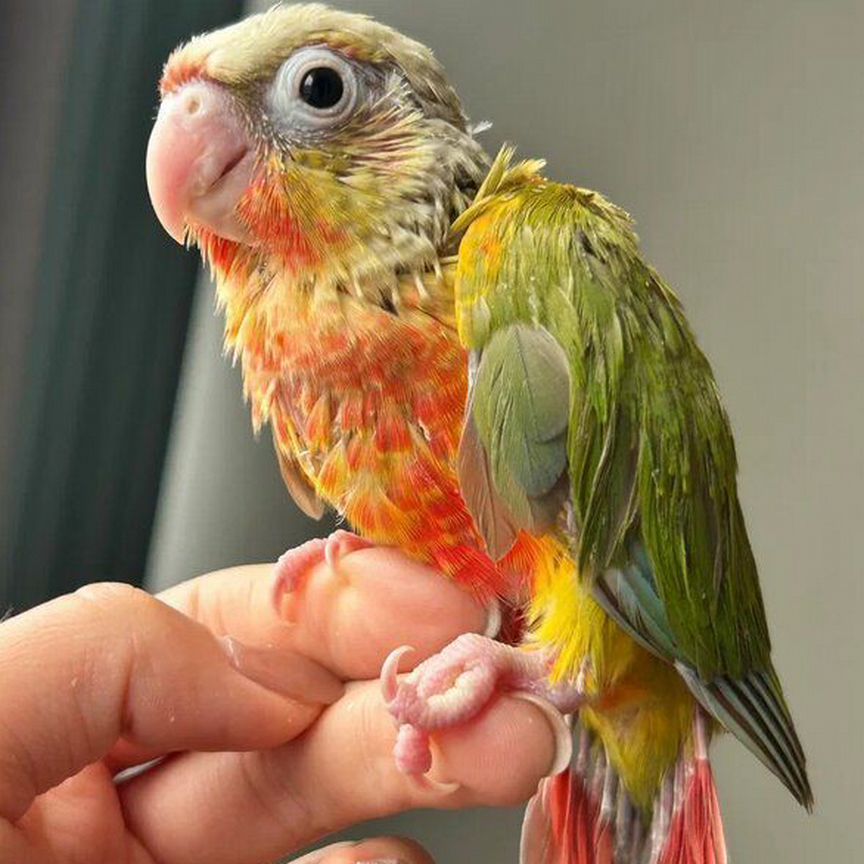 Пиррура выкормыш ручной птенцы