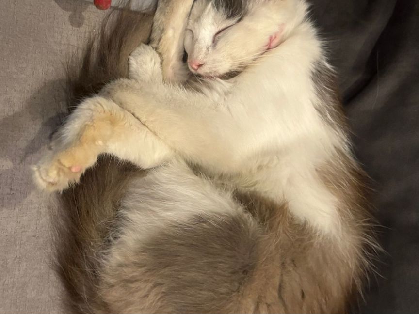 Котенок со сложной судьбой