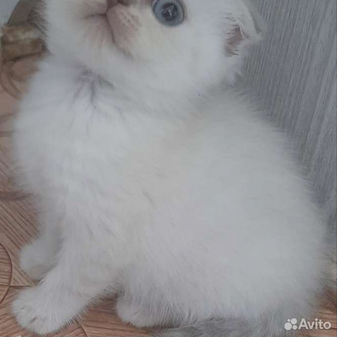 Шотландские белые котятки