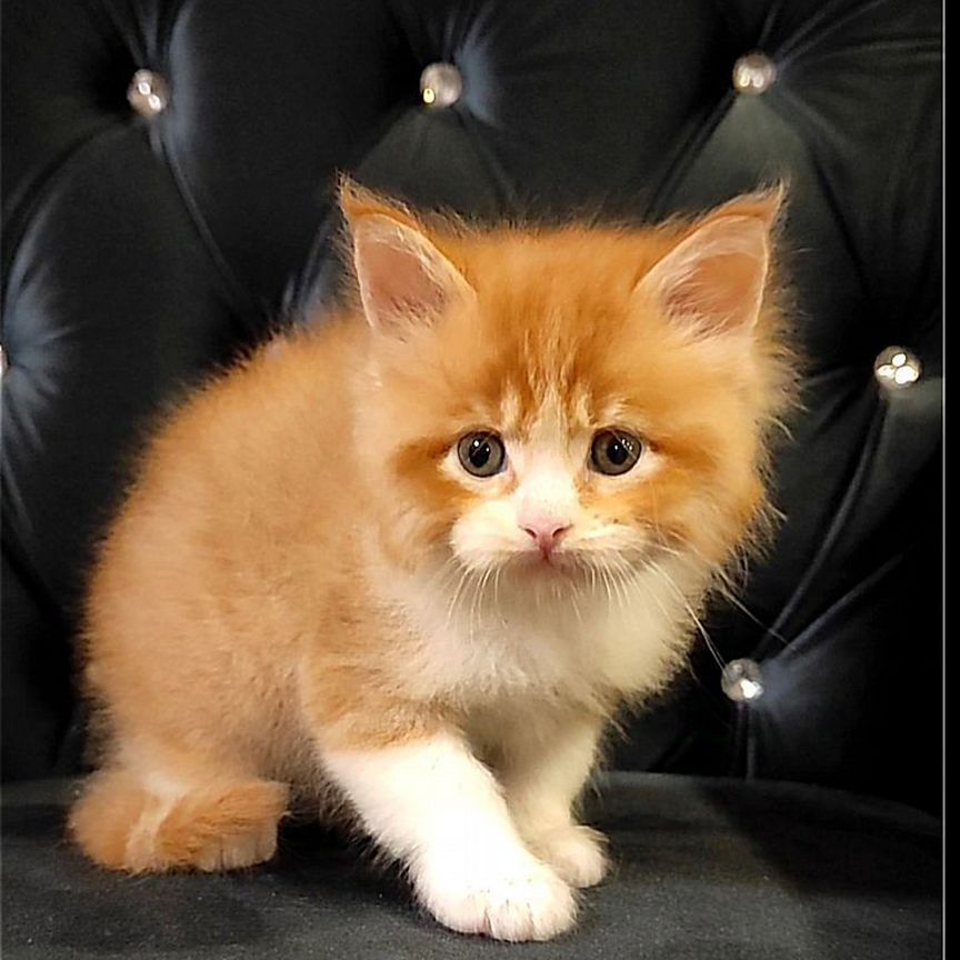 Котят мейн кун из питомника