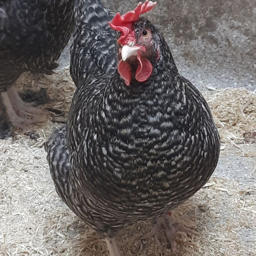 Куры молодки несушки