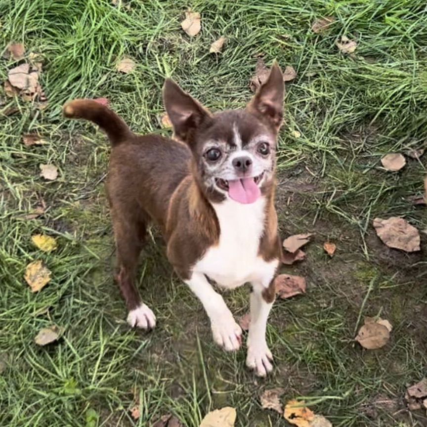 Чихуахуа взрослая девочка