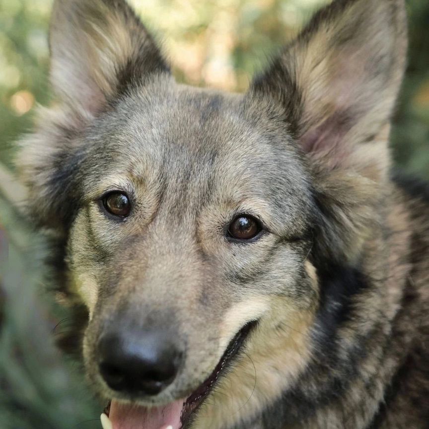 Собака в добрые руки отдам бесплатно