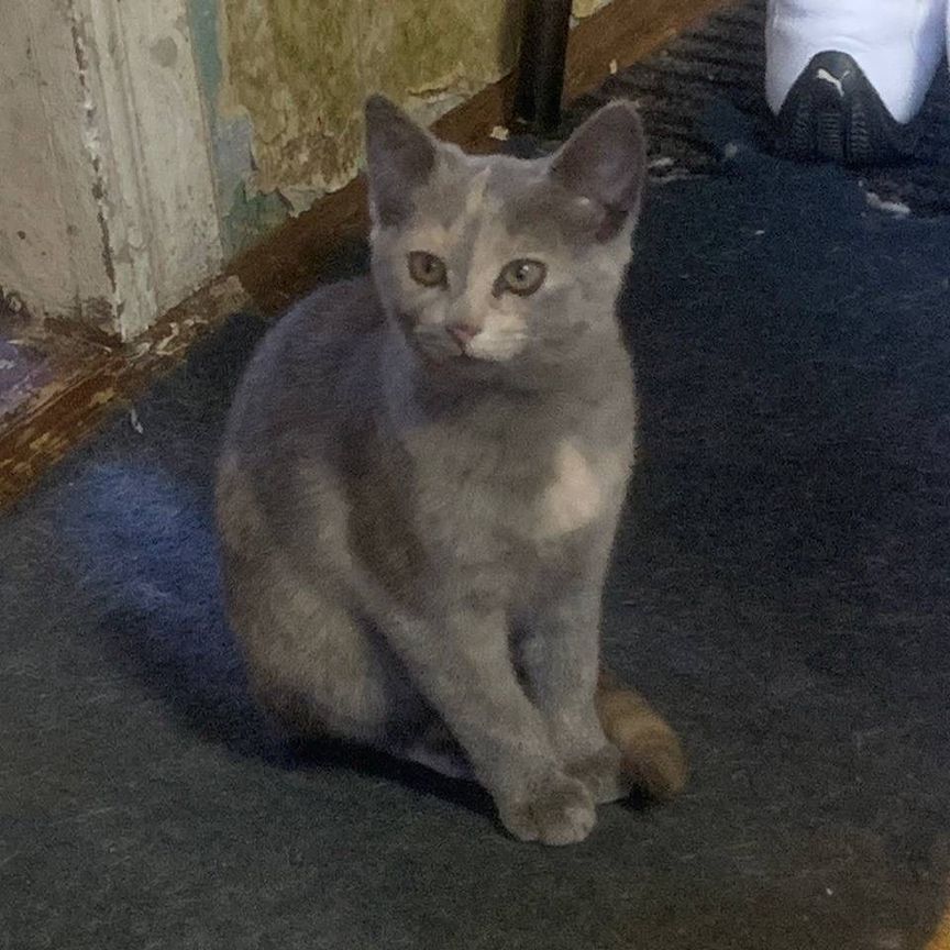 Котята