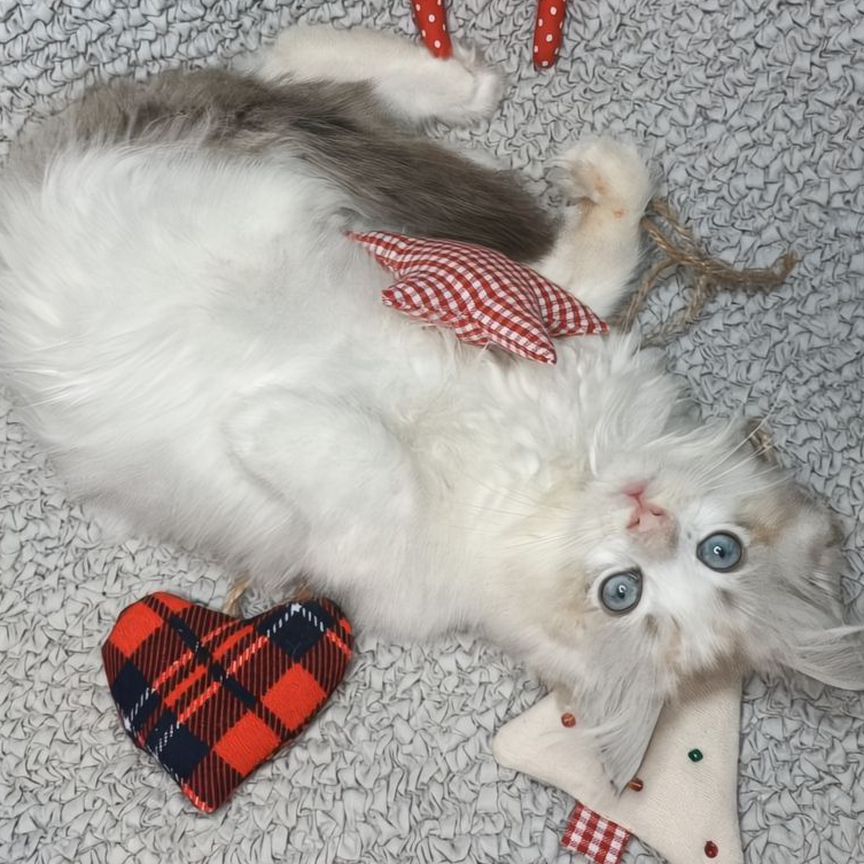 Рэгдолл котёнок