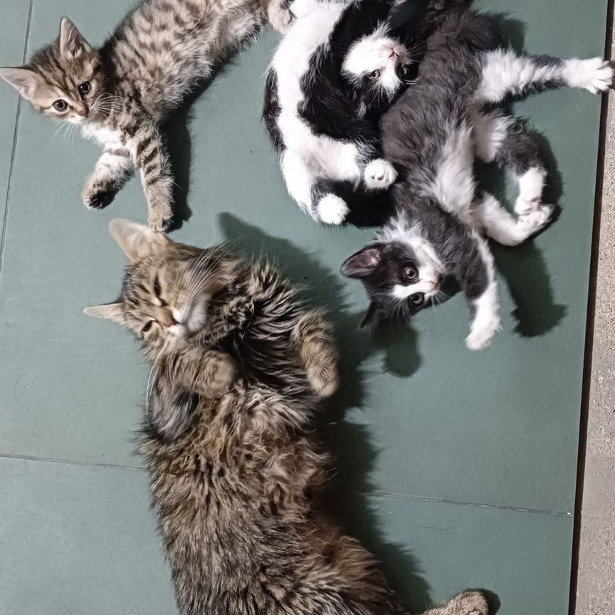 Сибирский котёнок