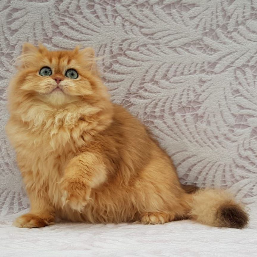 Британский длинношёрстный котёнок