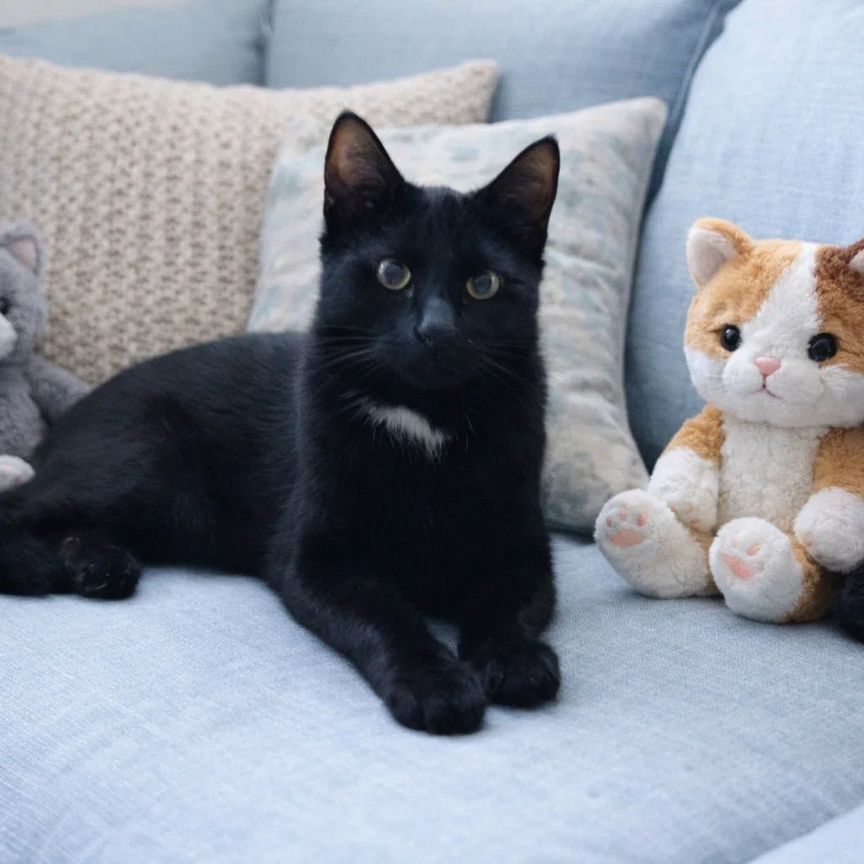 Котёнок в добрые руки