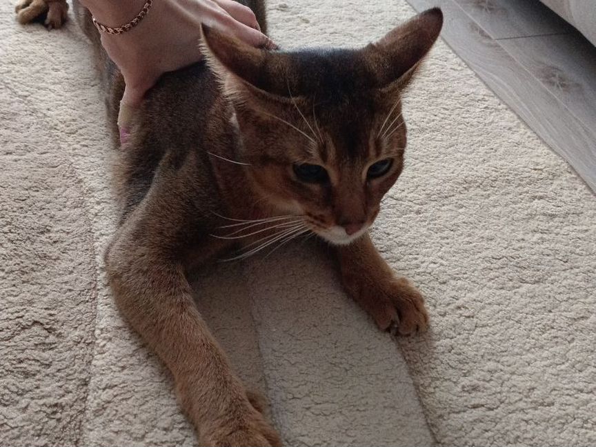 Абиссинский котик