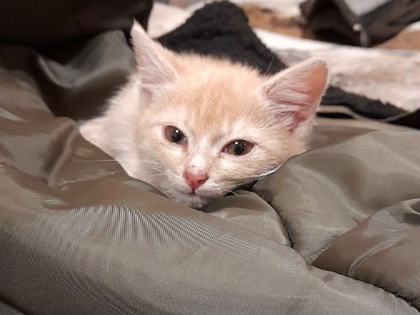 Котенок живет в будке с охранниками