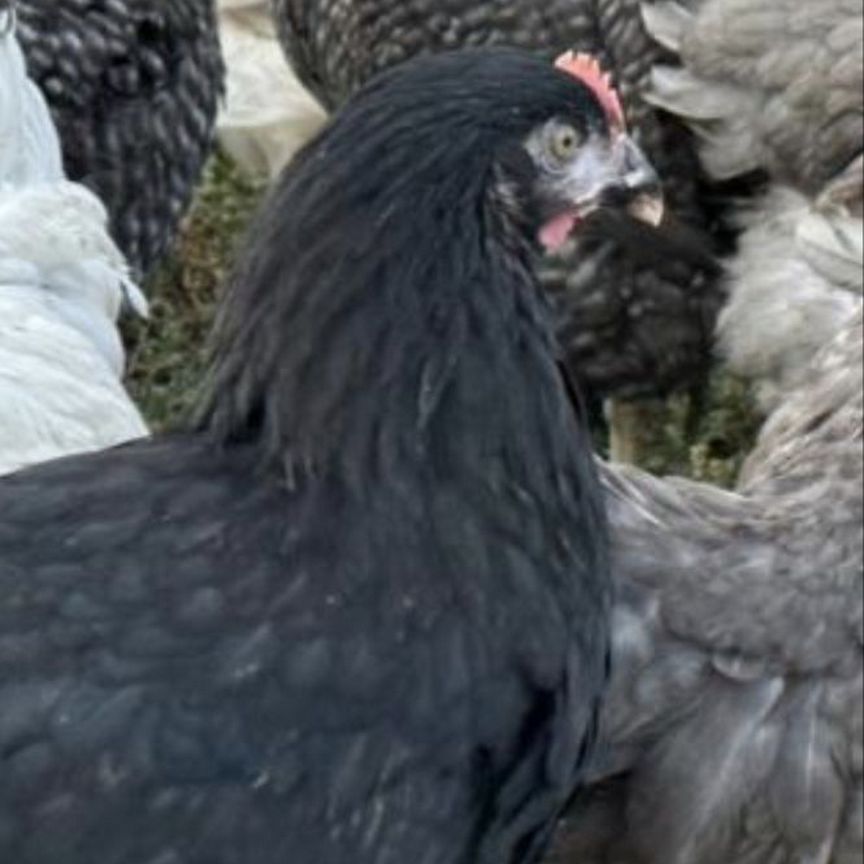 Куры-молодки "доминант"