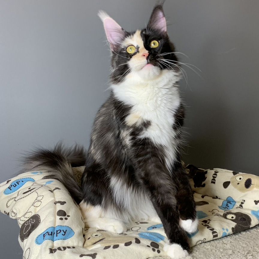 Мейн-кун котёнок