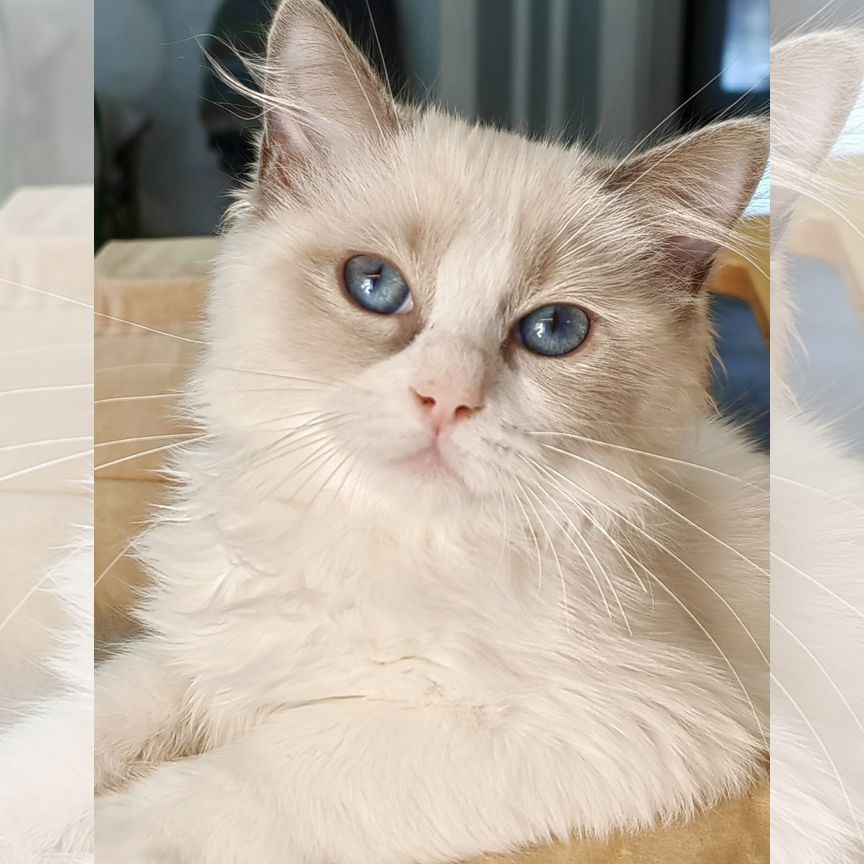 Котенок Рэгдолл