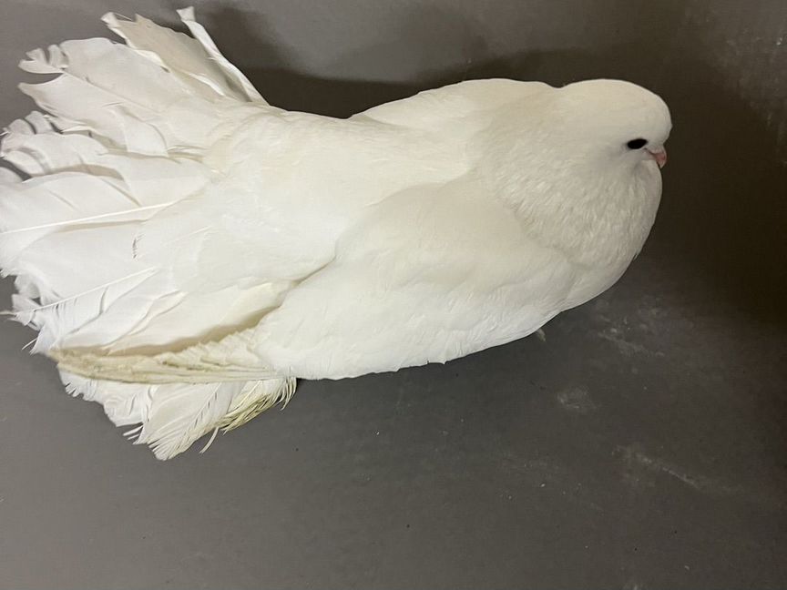 Голуби павлины