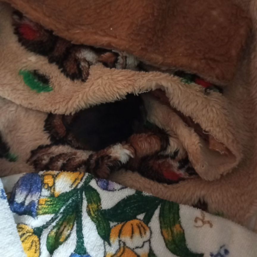 Нужна кормящая кошка