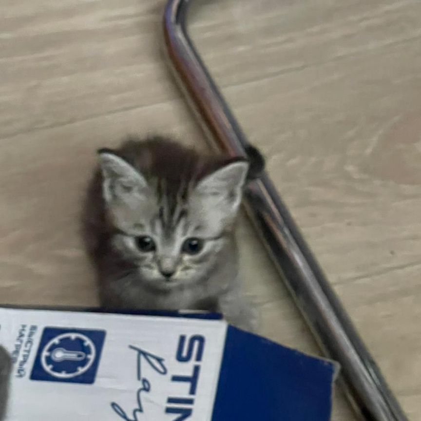 Котята в добрые руки даром