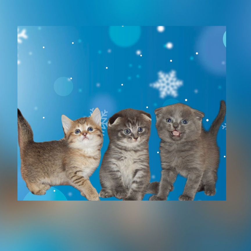 Милые котата,шотландской породы