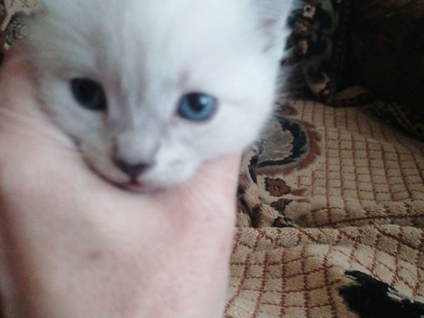 Кошки в добрые руки породистые