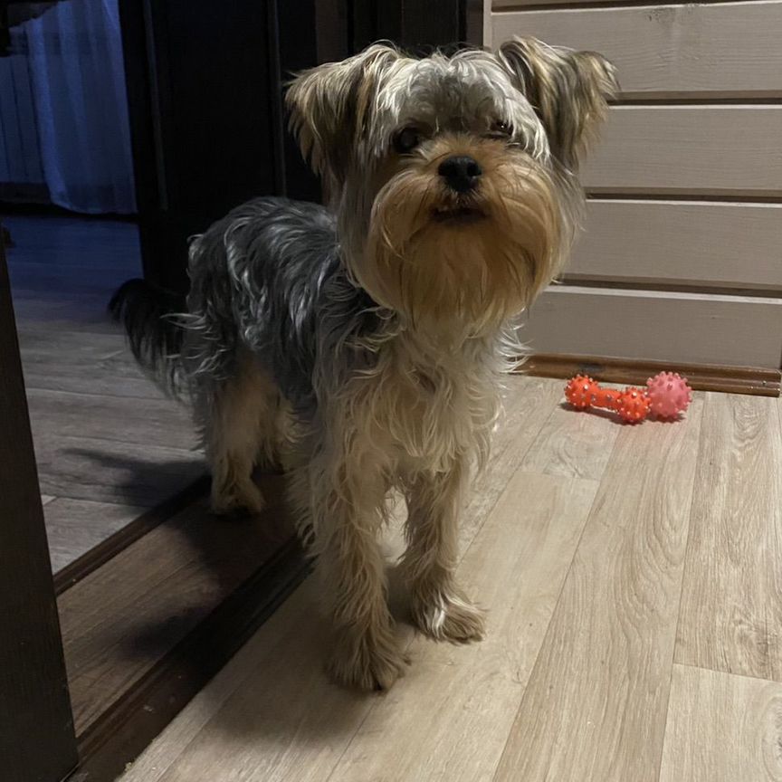 Йоркширский терьер