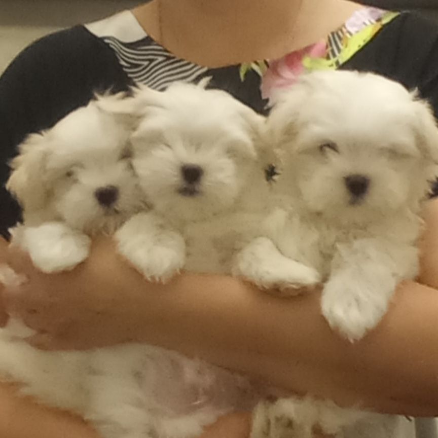 Мальтийская болонка, щенок