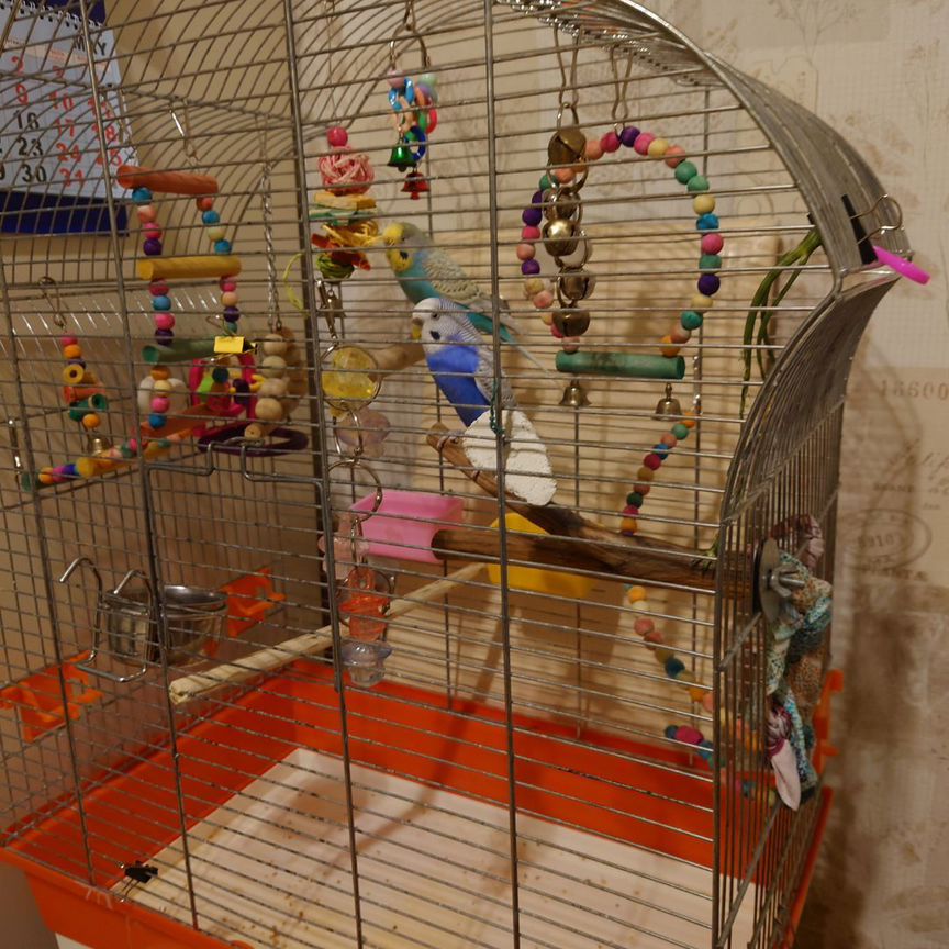 Попугаи с клеткой и принадлежностями
